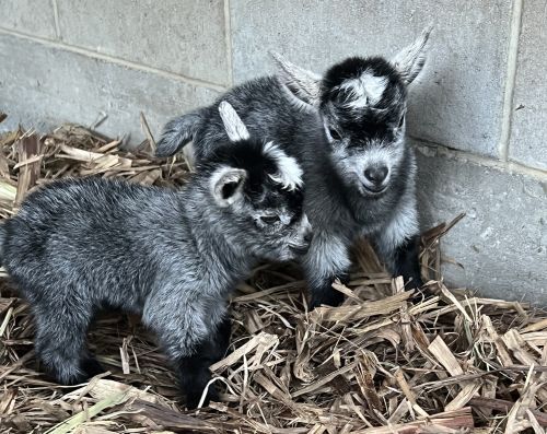 PIGMY GOATS | Bundaberg Show